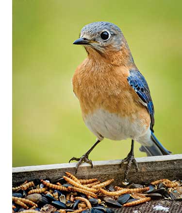 Birding 101 - Activities Guide of Maine